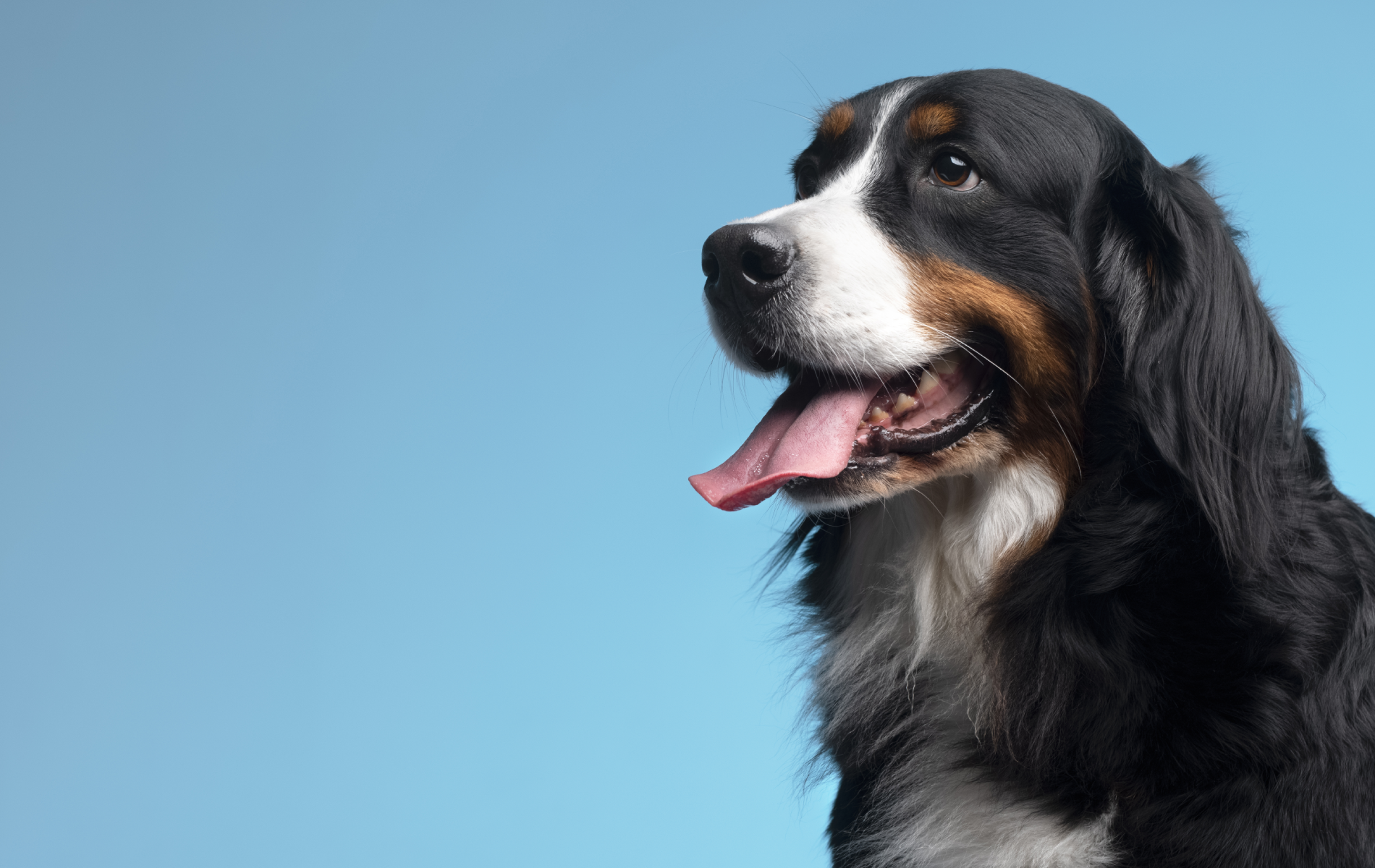 About Perth Animal Ultrasound | Vet In Perth, WA 80206