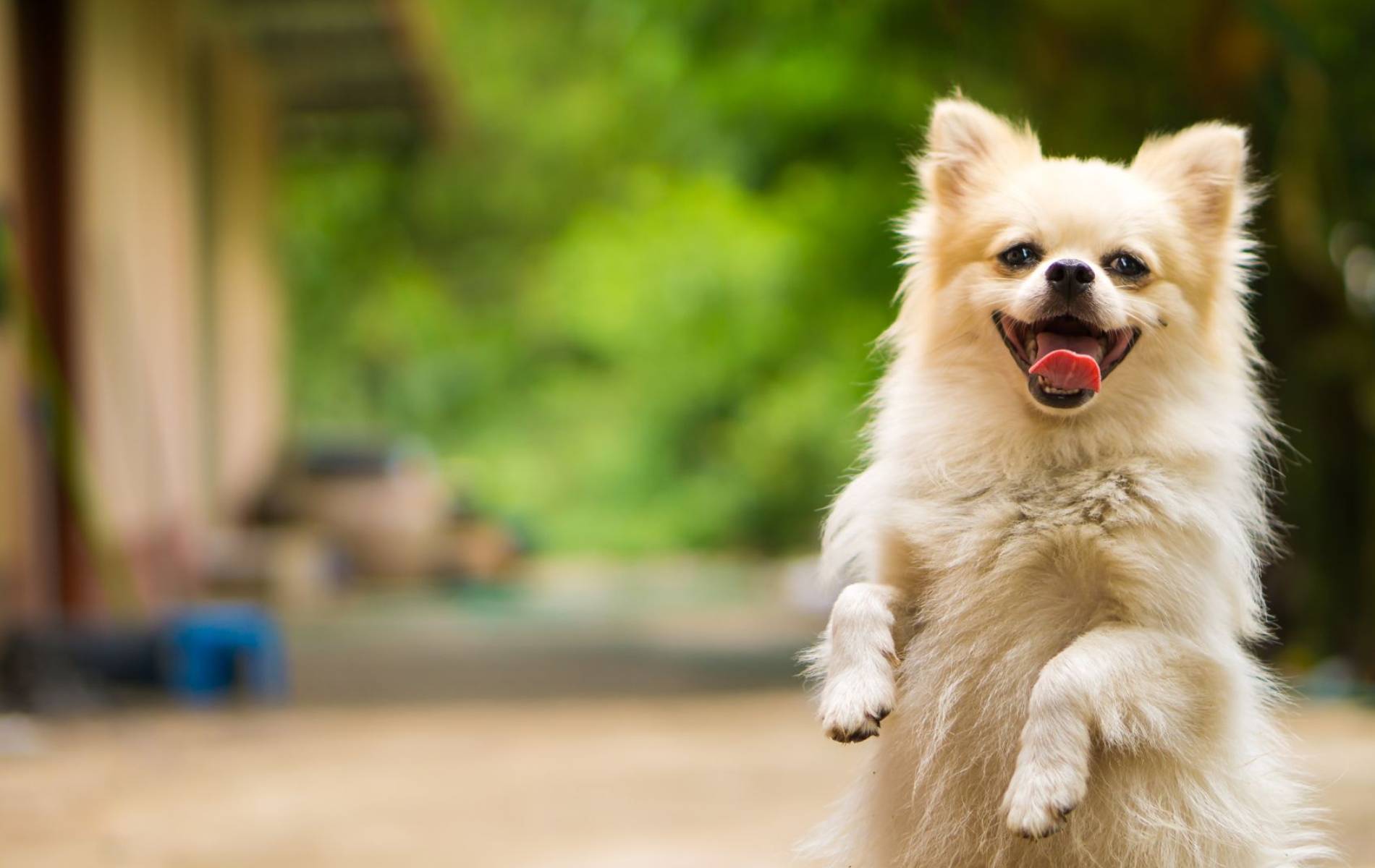Pet Information In Perth, WA 80206 | Perth Animal Ultrasound