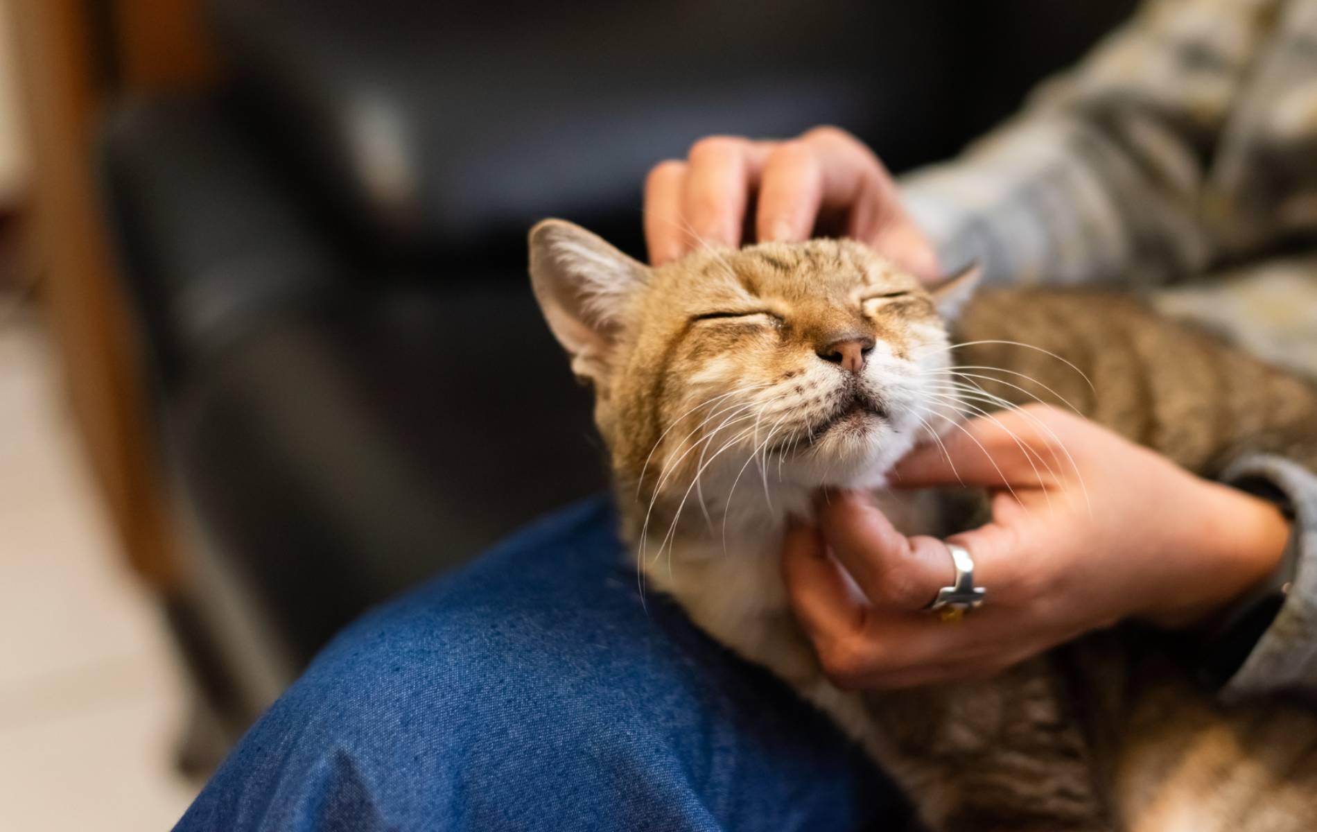 Pet Owner FAQs | Perth Animal Ultrasound