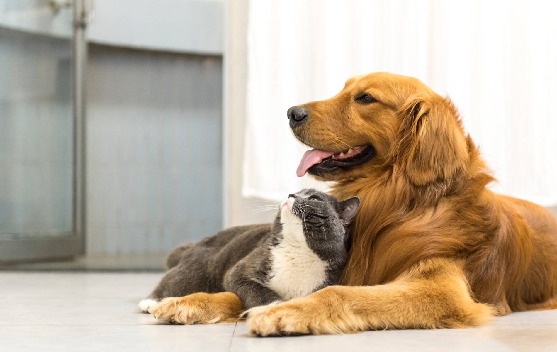 Vet FAQs | Perth Animal Ultrasound