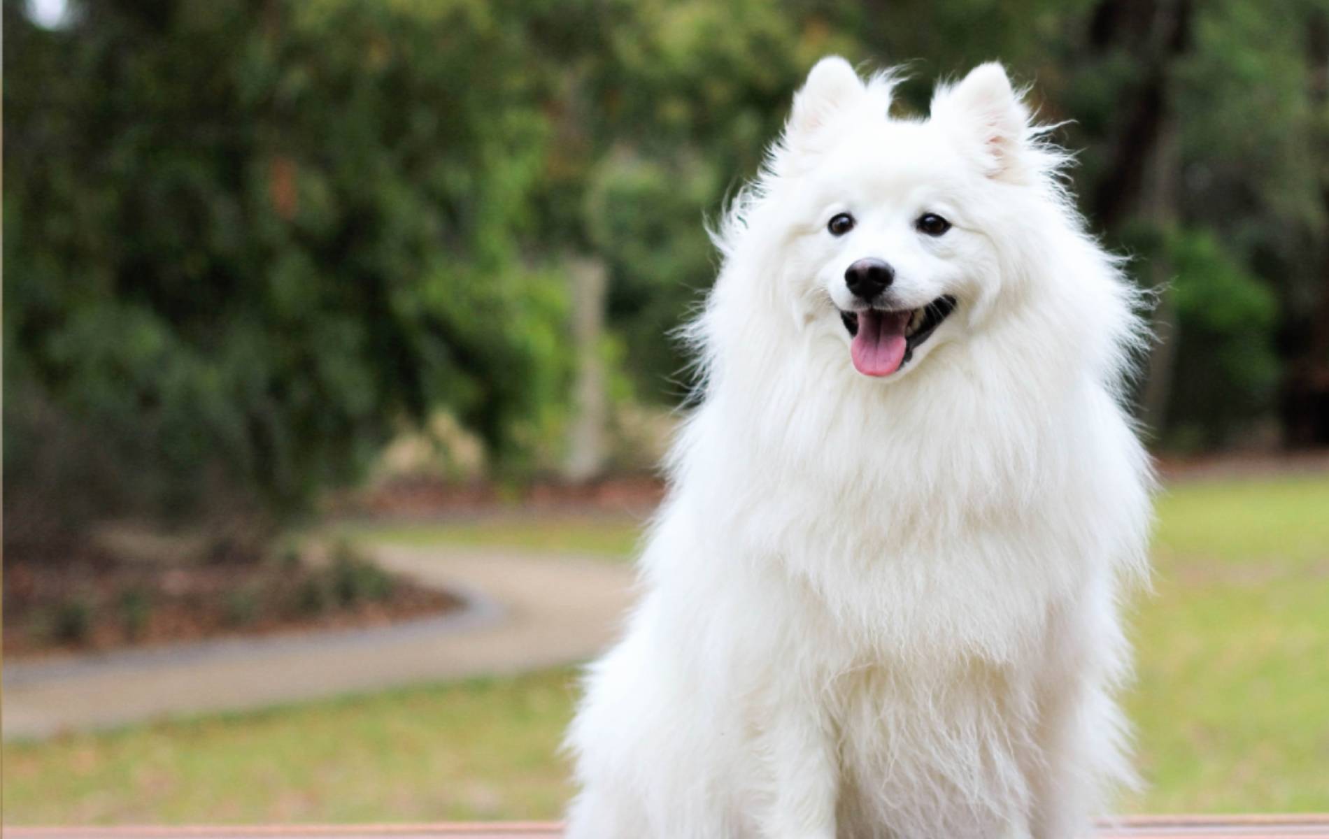 Ultrasound Request Form | Perth Animal Ultrasound