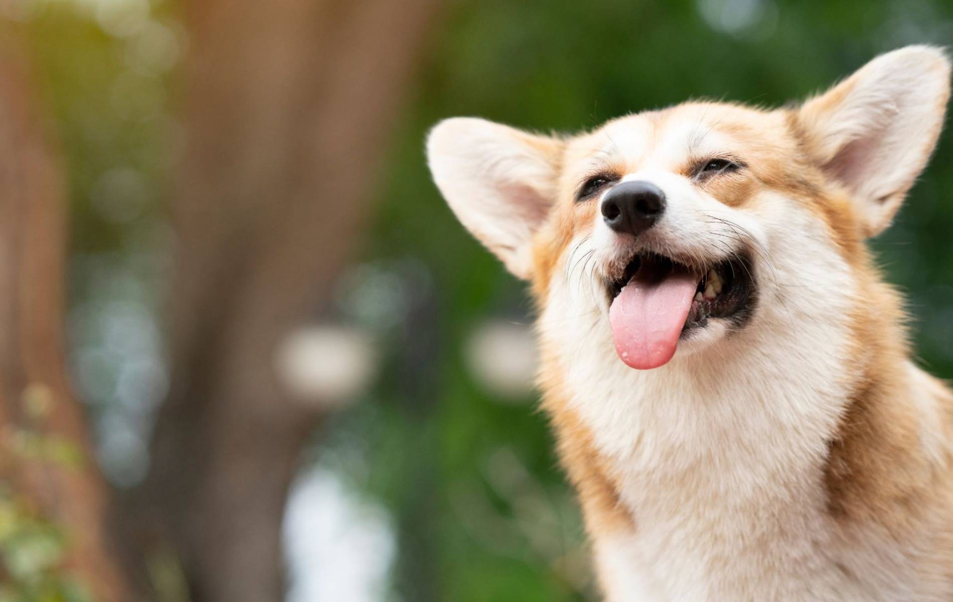 Perth, WA Veterinary Services | Perth Animal Ultrasound