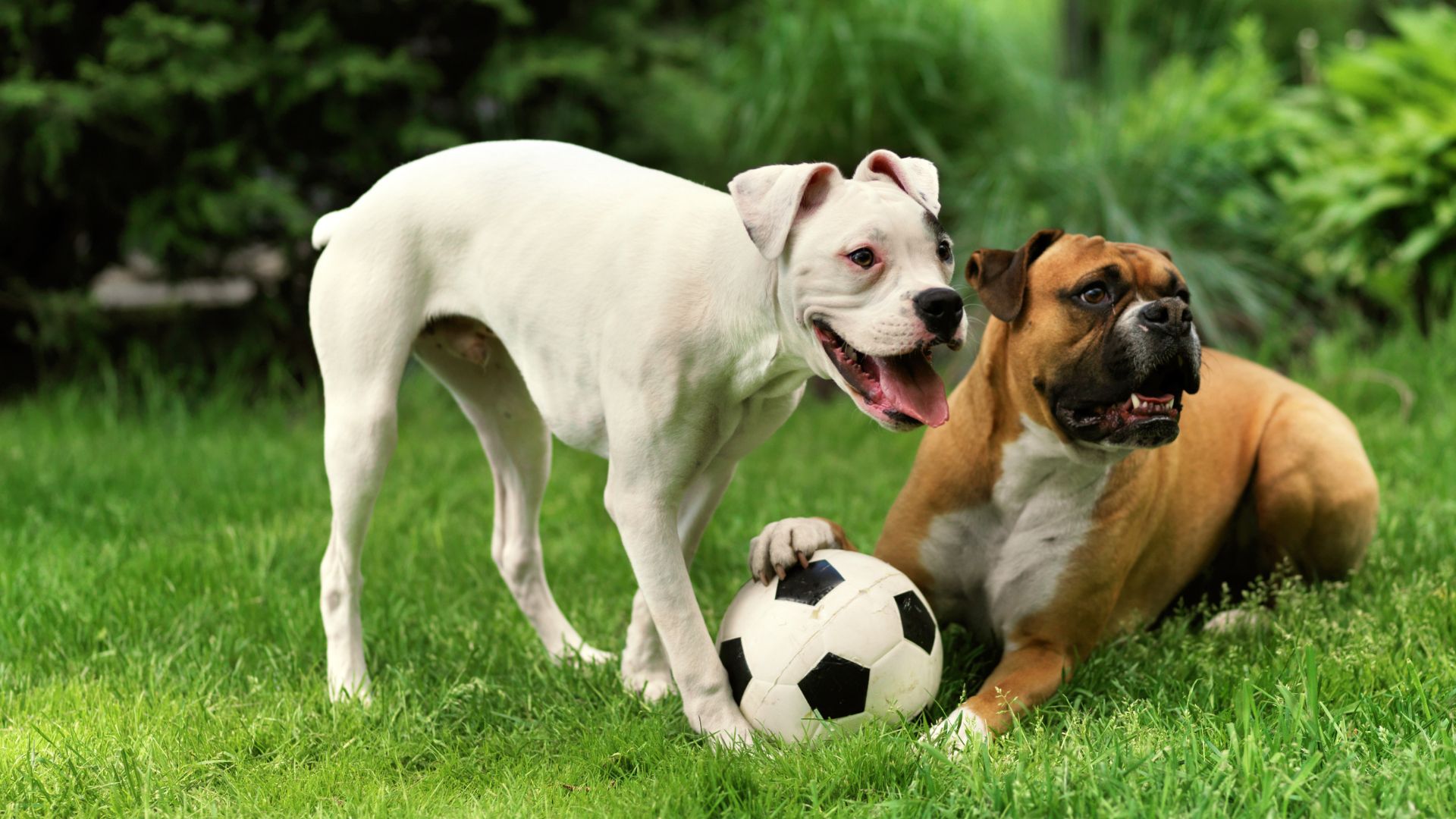 Vet Echocardiography In Perth, WA | Perth Animal Ultrasound