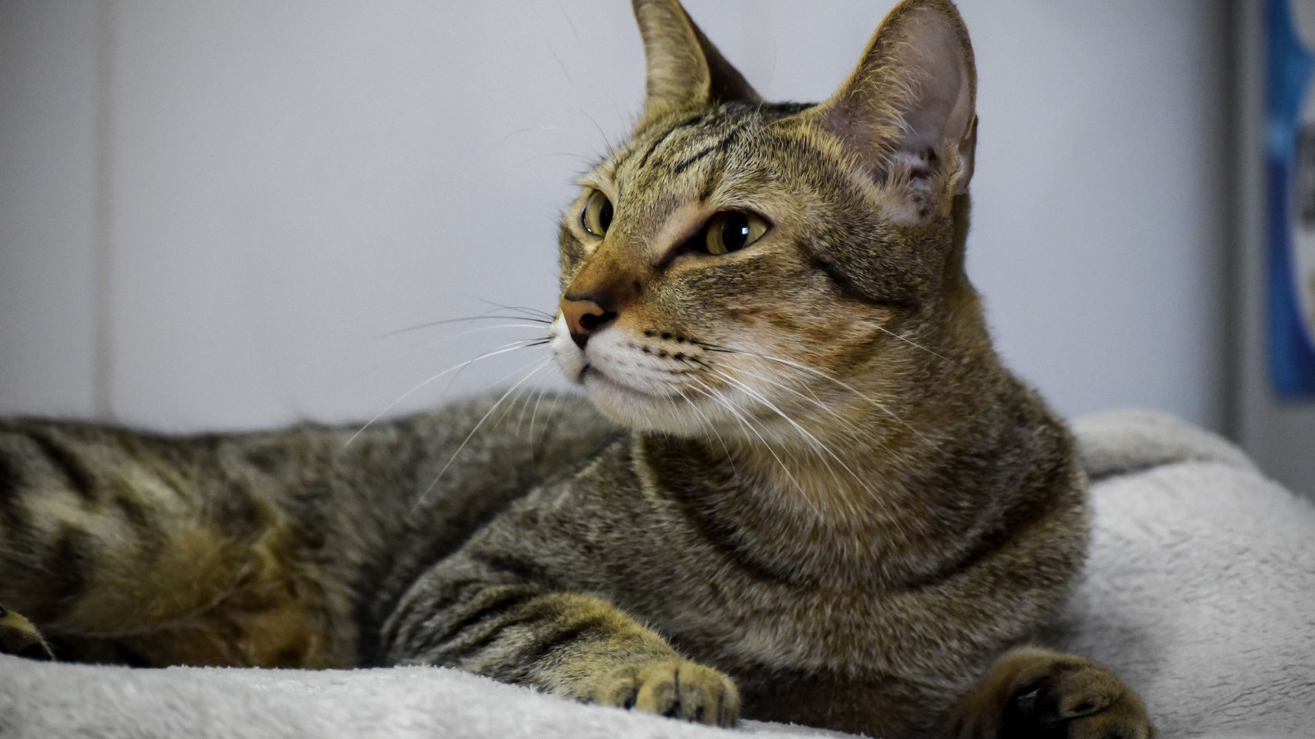 Vet Holter Monitoring In Perth, WA | Perth Animal Ultrasound