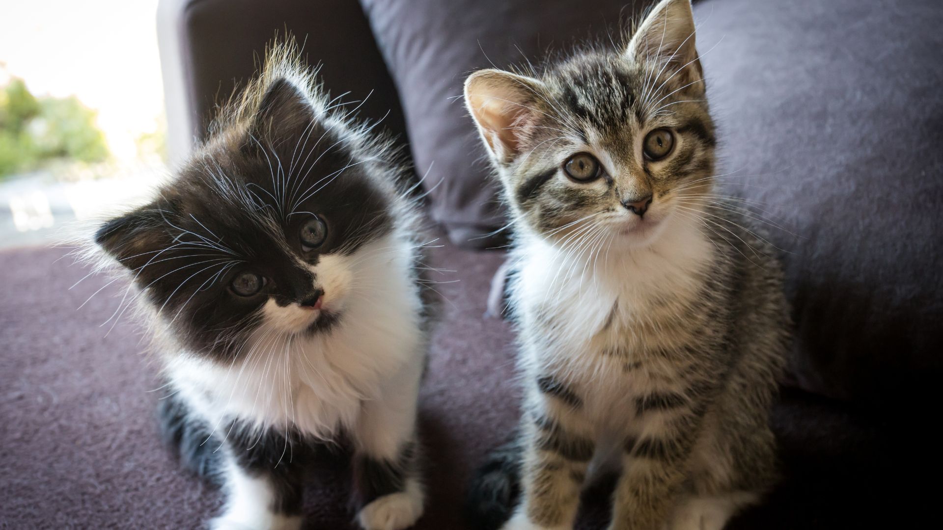 Other Veterinary Ultrasound In Perth, WA | Perth Animal