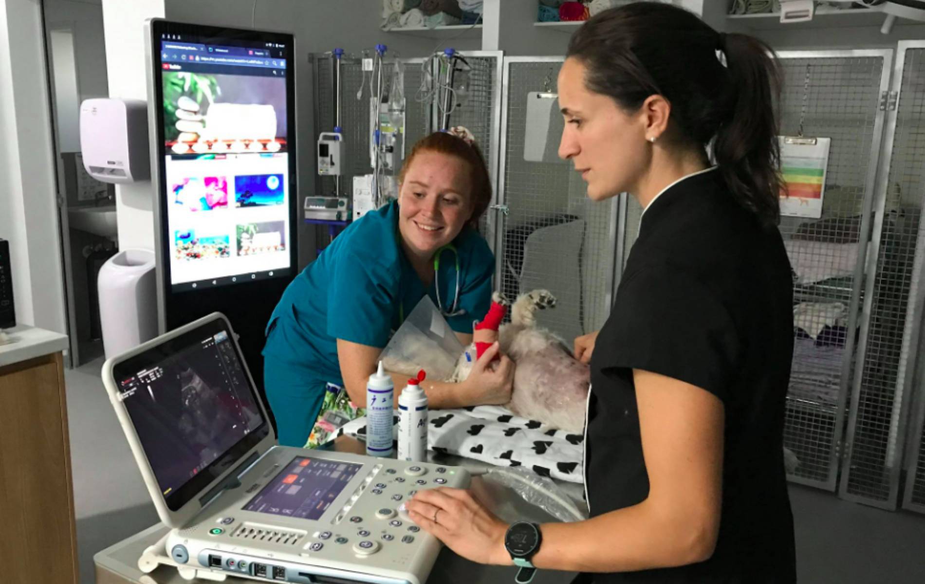 Vet Abdominal Ultrasound In Perth, WA | Perth Animal Ultrasound