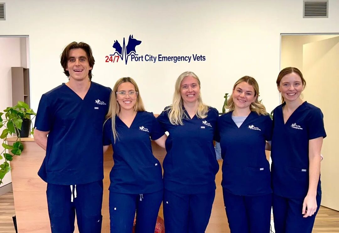 Introducing Port City Emergency Vets: 24/7 Care For Urgent And ...